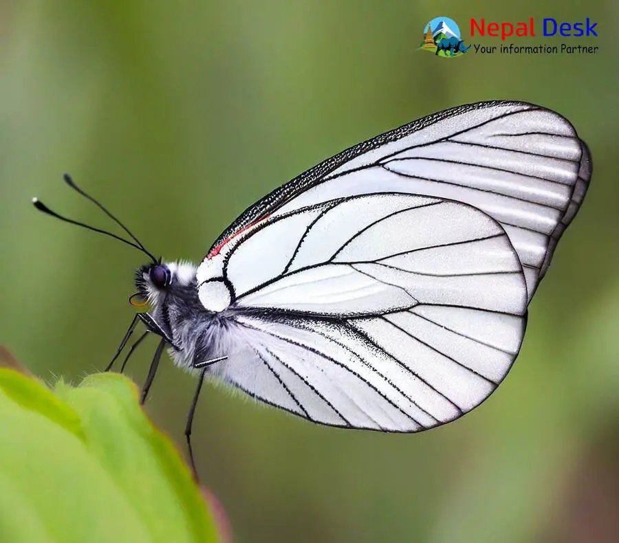 Himalayan Blackvein | Nepal Desk
